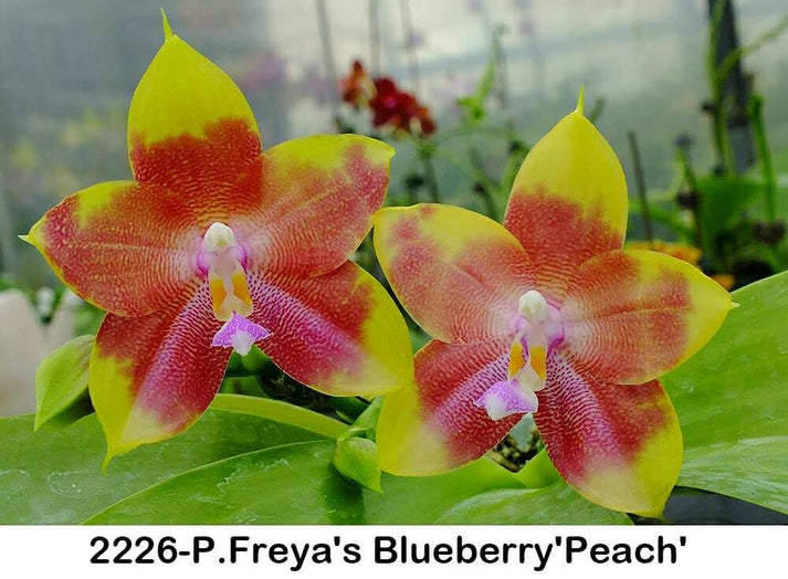 Phalaenopsis Freya's Blueberry 'Peach' – Big Leaf Orchids