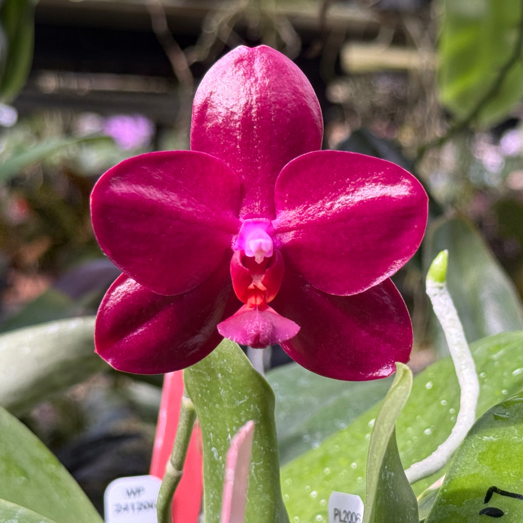 Red Phalaenopsis – Big Leaf Orchids