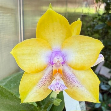 Phalaenopsis Mituo Gelb Eagle x Mituo GH King Star 250513AFlowering 2 ...