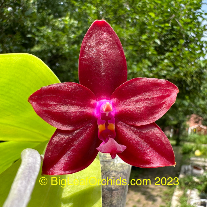 Red Phalaenopsis – Big Leaf Orchids