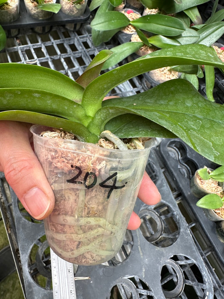 Phalaenopsis Lioulin Lily (clone) – Big Leaf Orchids