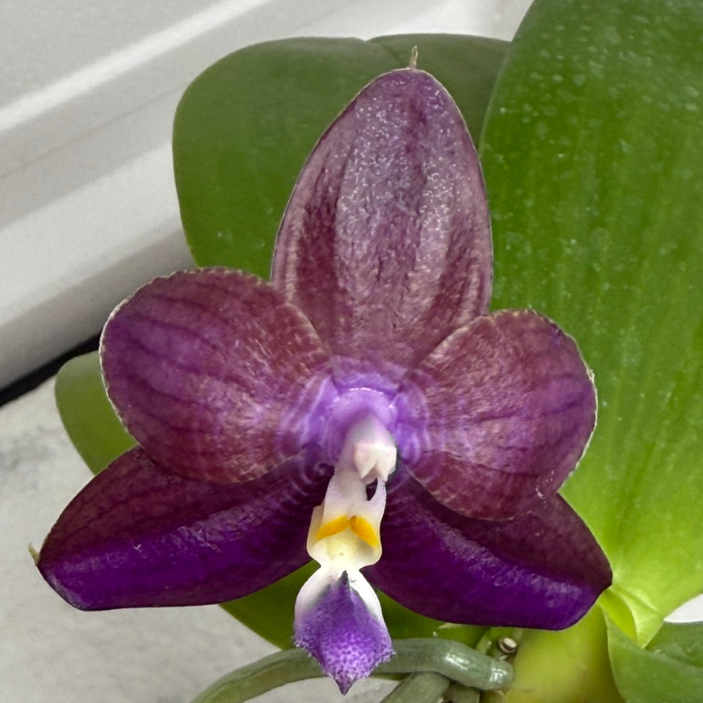 Phalaenopsis Mituo Van Gogh 250802-A (230-1) Flowering – Big Leaf Orchids