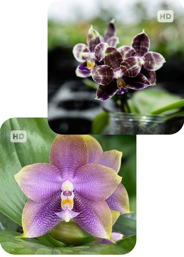 Phalaenopsis Mituo Hsien 'Maze' x Mituo Purple Dragon 'Blue Python' – Big Leaf Orchids