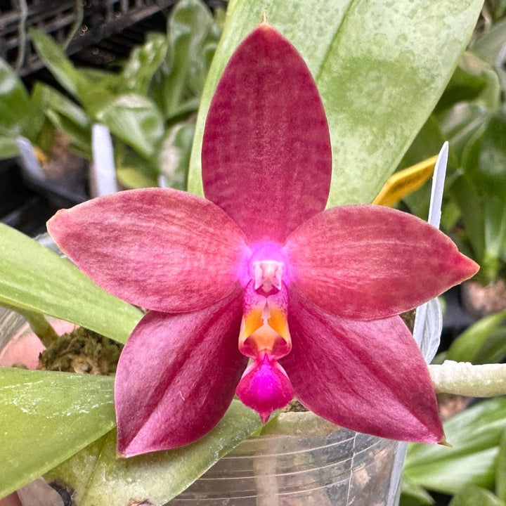 Red Phalaenopsis – Big Leaf Orchids