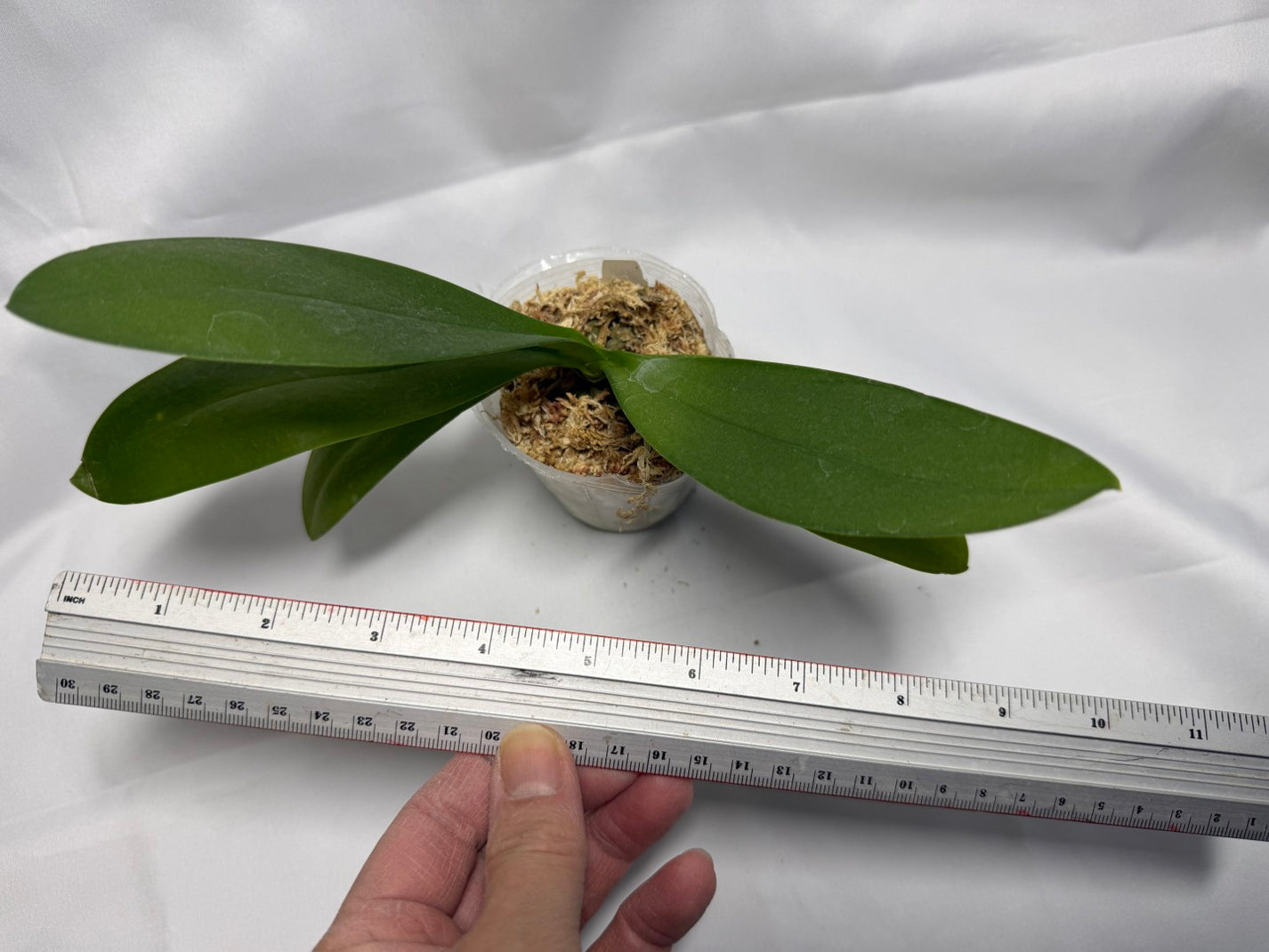 Phalaenopsis Purple Martin - 4n Clone – Big Leaf Orchids