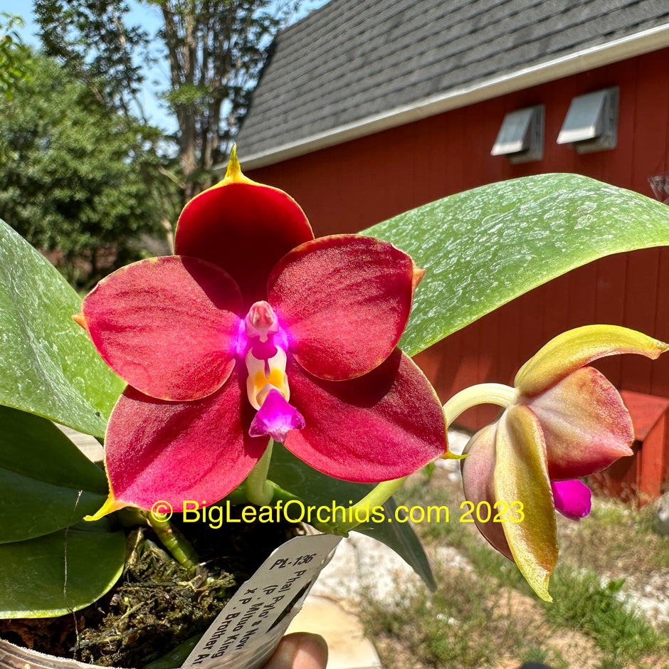 Novelty Phalaenopsis – Page 2 – Big Leaf Orchids