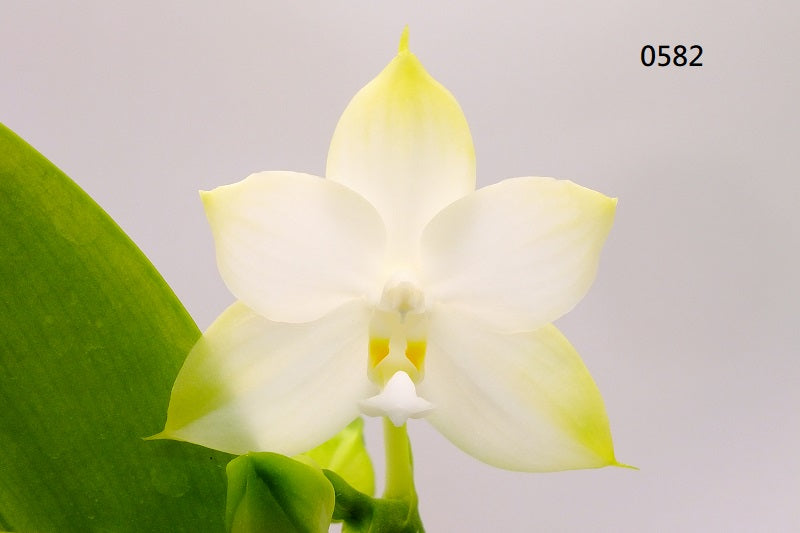 Phalaenopsis Freya's Blue Indian 0582 – Big Leaf Orchids