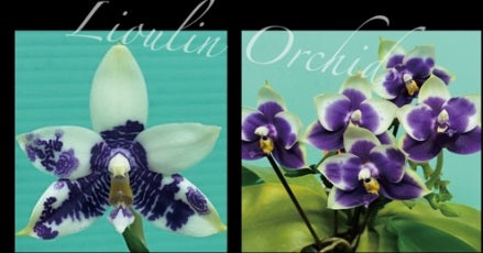 Phalaenopsis LL Blue Kirin - Seed Grown – Big Leaf Orchids