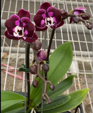 Phalaenopsis CX Red Plum (Clone) Spiking – Big Leaf Orchids