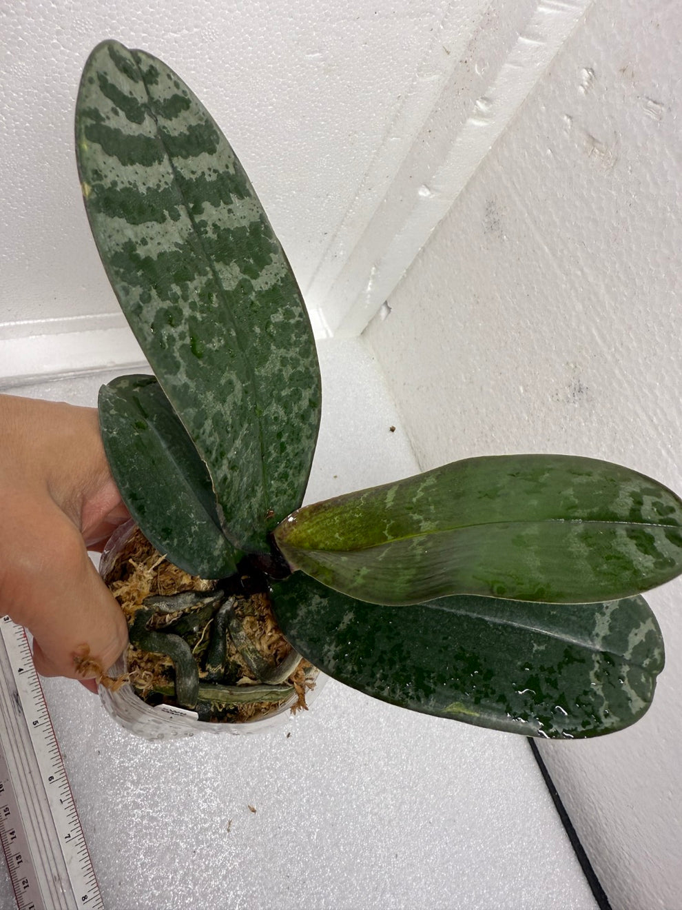 Phalaenopsis philippinensis 'M445' (clone) – Big Leaf Orchids