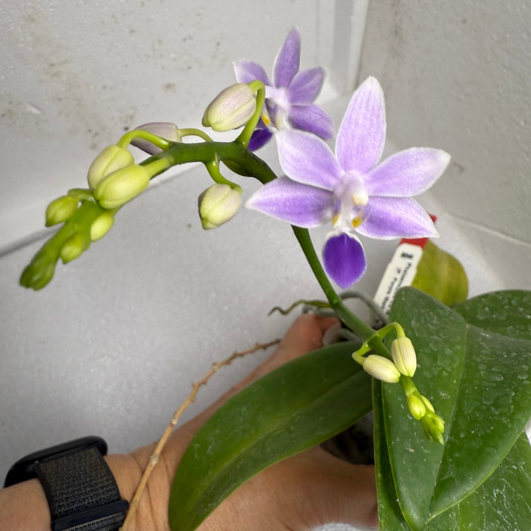 Blue Phalaenopsis – Big Leaf Orchids