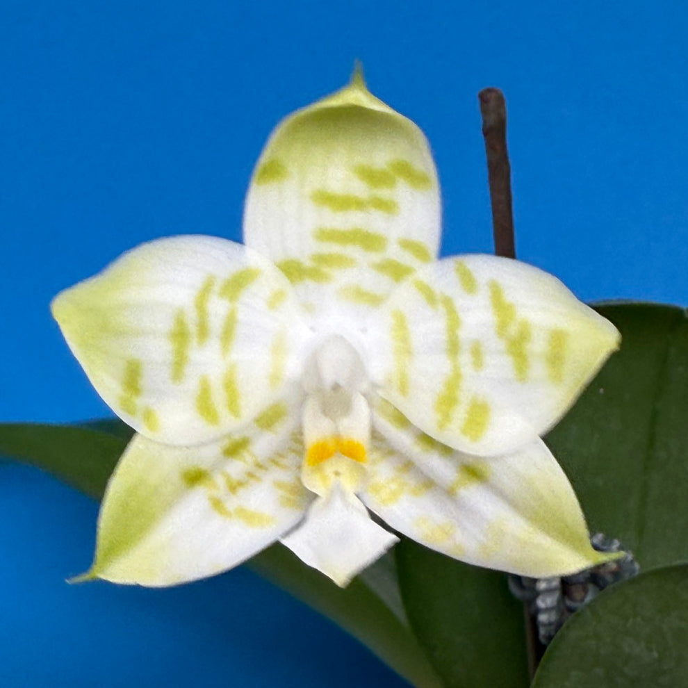 Phalaenopsis Mituo Golden Tiger 'TTT' 250904 – Big Leaf Orchids