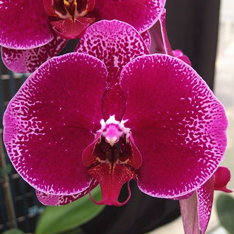 Phalaenopsis OX Purple Lady 'God of Wealth' Spiking – Big Leaf Orchids