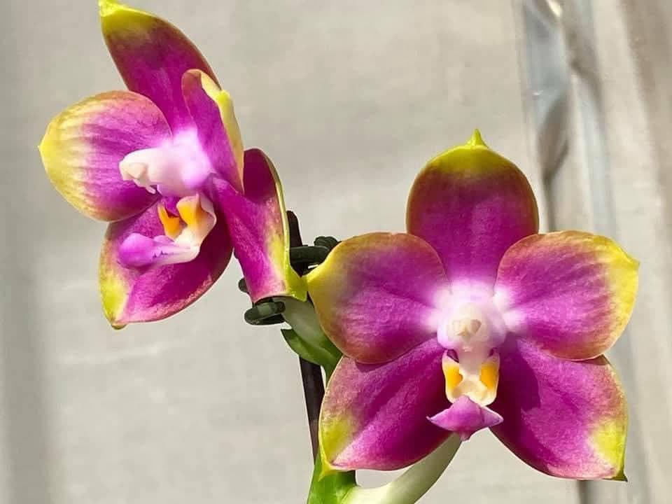 Phalaenopsis Mituo Reflex Dragon 'Purple Red' – Big Leaf Orchids