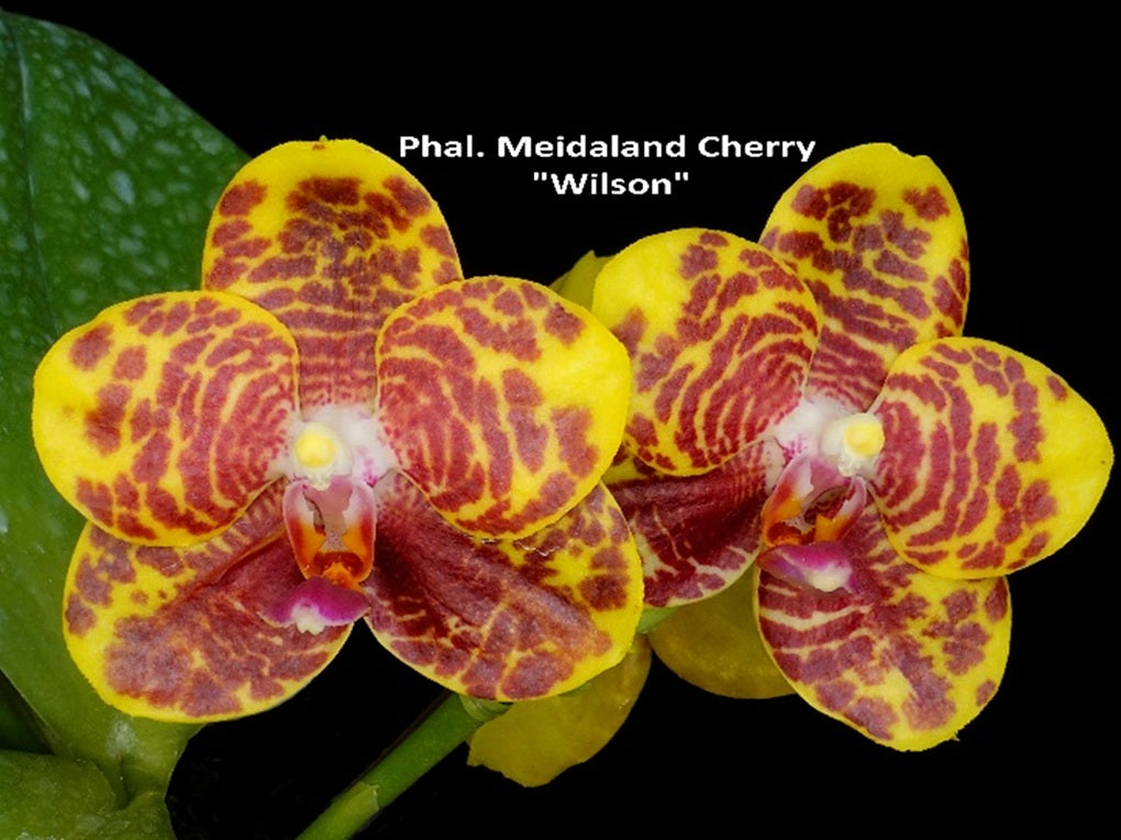 Phalaenopsis Meidarland Cherry Queen 'Wilson' – Big Leaf Orchids
