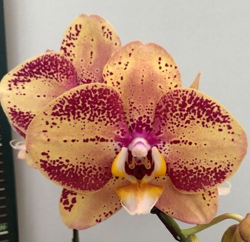 Phalaenopsis OX Luna Rosa '3066' Spiking – Big Leaf Orchids