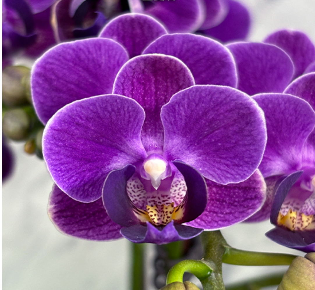 Phalaenopsis Reyoung Ultra Violet (clone) – Big Leaf Orchids
