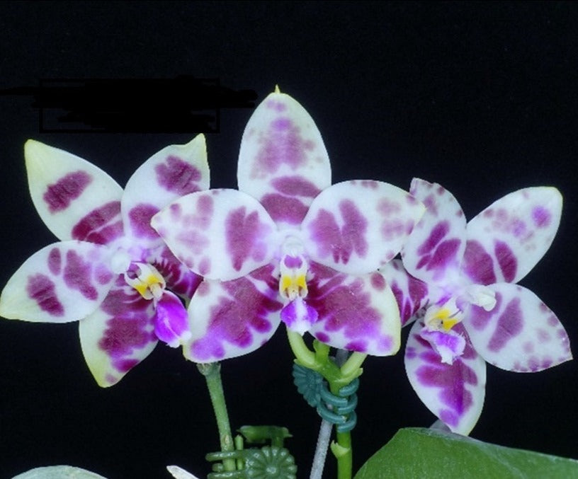Red Phalaenopsis – Big Leaf Orchids