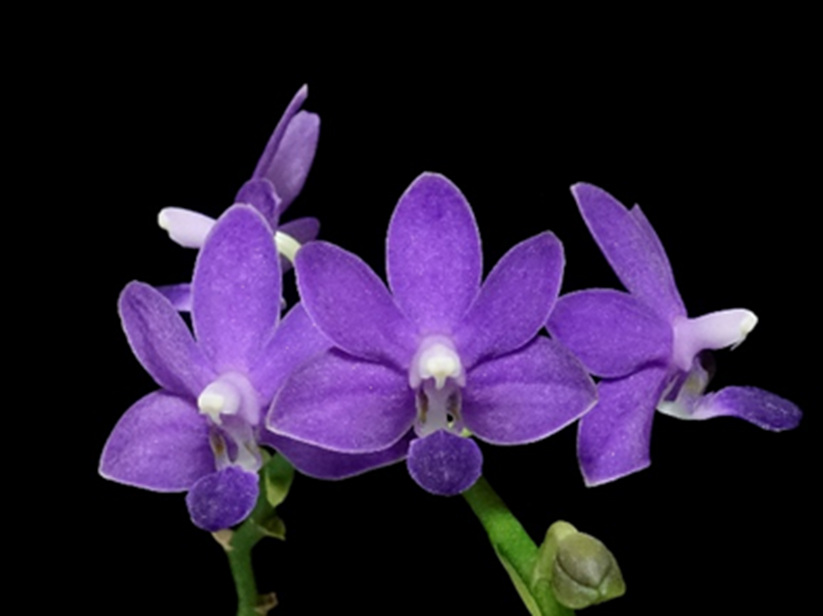 Phalaenopsis Purple Martin - 4n Clone – Big Leaf Orchids