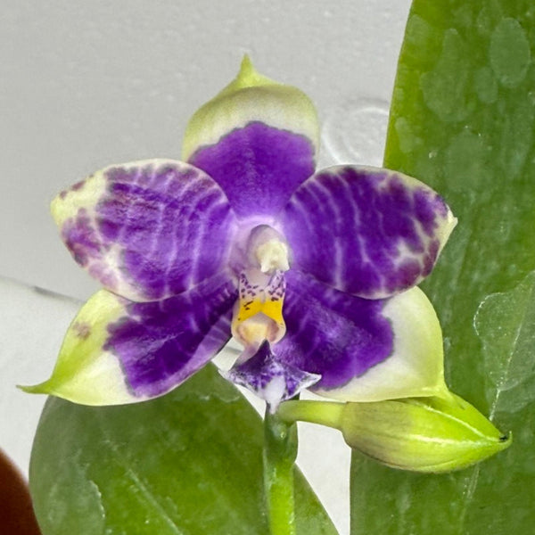 Phalaenopsis Mainshow Jennifer QA-108 - Seed Grown – Big Leaf Orchids
