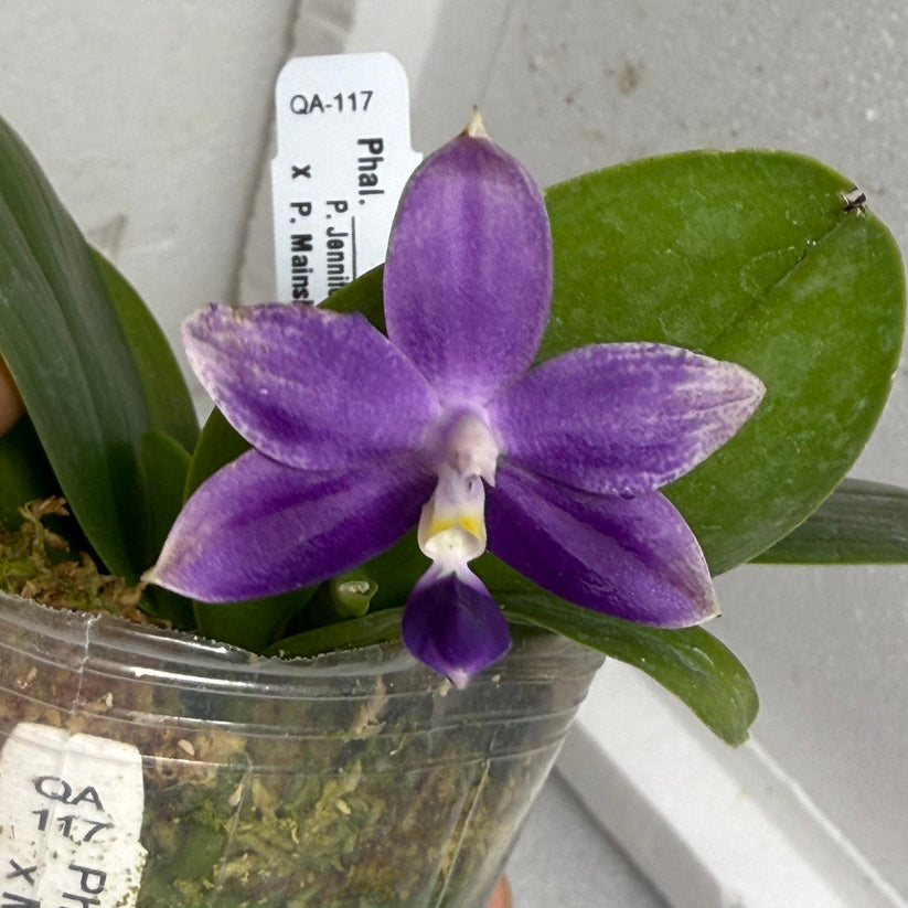 Phalaenopsis MS Blue Pax - QA-117 Seed Grown – Big Leaf Orchids