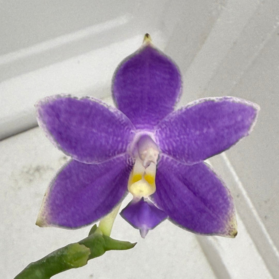 Phalaenopsis MS Blue Pax - QA-117 Seed Grown – Big Leaf Orchids