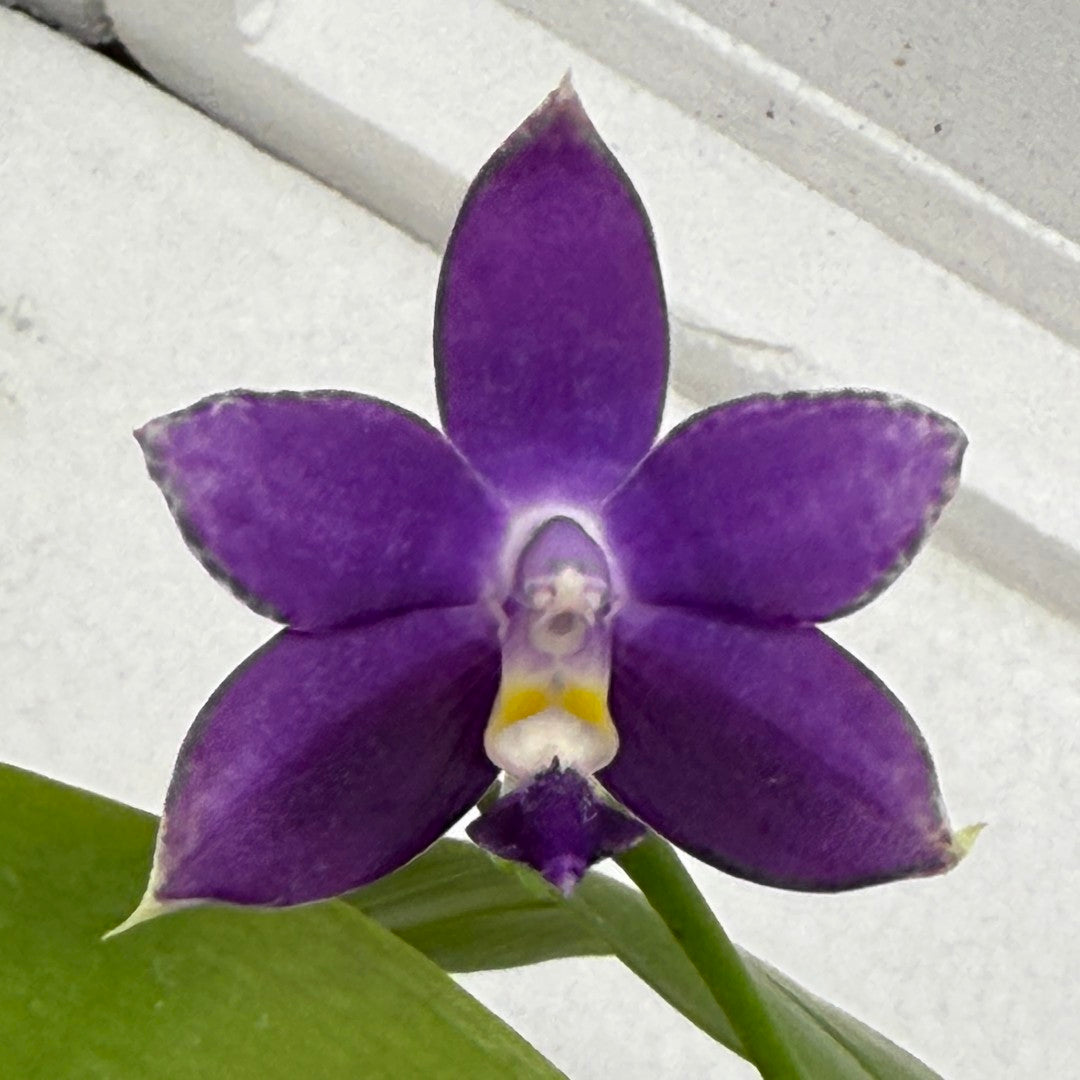 Phalaenopsis MS Blue Pax - QA-117 Seed Grown – Big Leaf Orchids