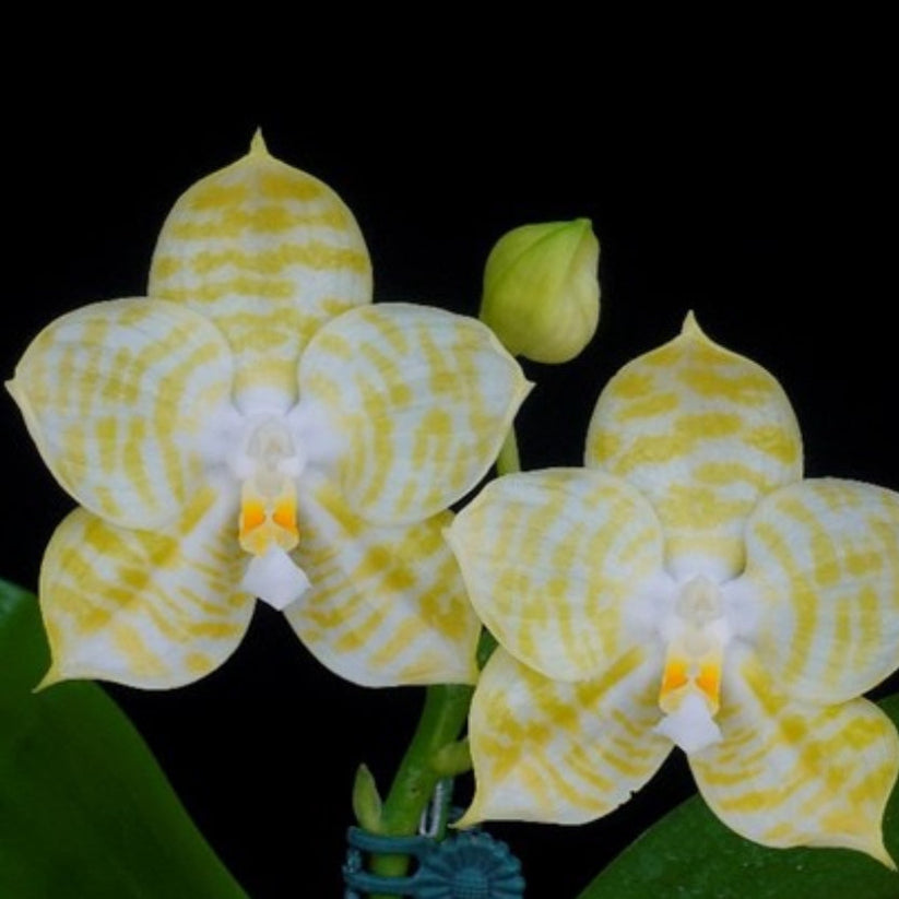 Phalaenopsis Mituo Golden Tiger 'White Tiger' AM/AOS (clone) – Big Leaf ...