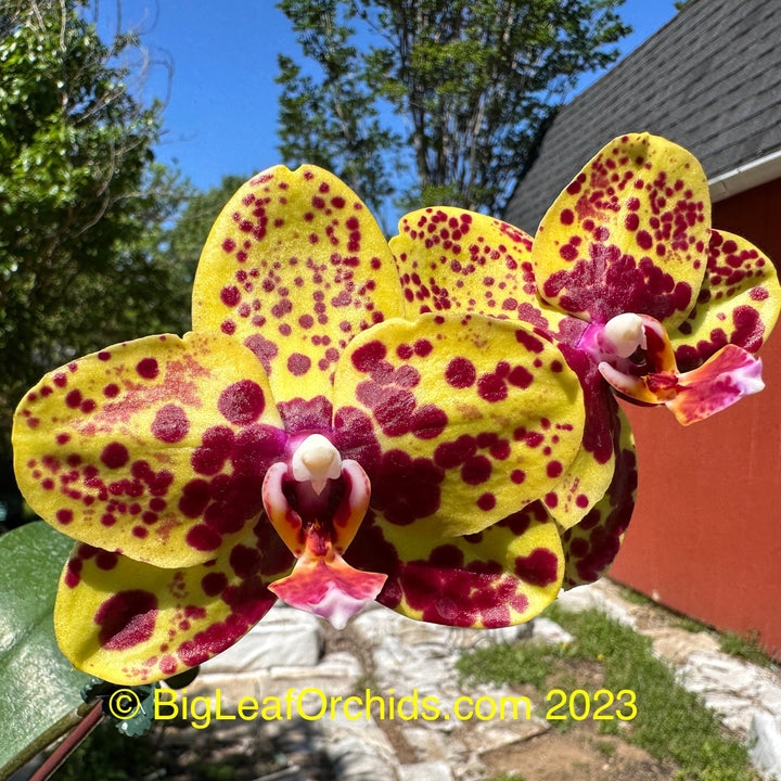 Harlequin Phalaenopsis – Big Leaf Orchids