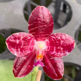 Red Phalaenopsis – Big Leaf Orchids