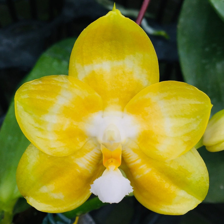 Yellow Phalaenopsis – Big Leaf Orchids