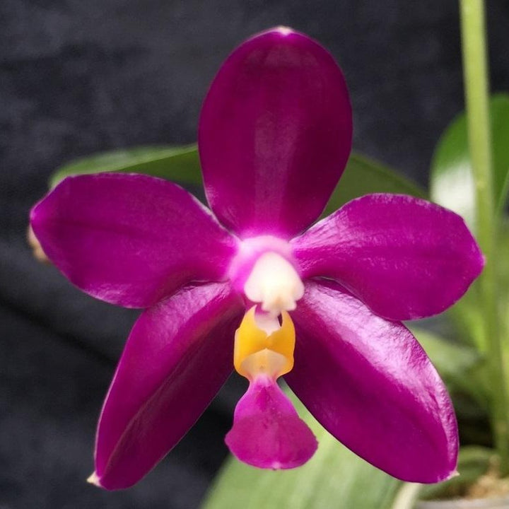 Phalaenopsis species – Big Leaf Orchids